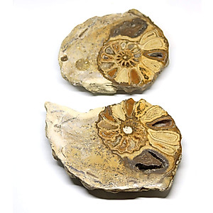 Ammonite Acanthoceras Split Polished Fossil Texas 96 MYO w/Label #16254 29o