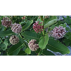 Waveliker Milkweed Seeds 300 Pcs Rare Asclepias Butterfly Monarch Milkweed Flower Seeds Plant Leaves Common Native Mix Colors