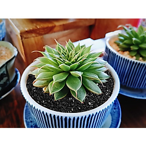 Boniosz 5lb Succulents and Cactus Black Sand, Décor & Additive Tiny Stones,DIY Rocks Gravel for Bonsai, Fairy Gardening, Terrarium, Vases Fillers