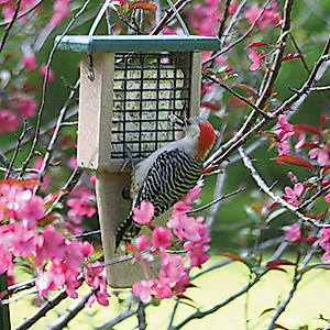 Birds Choice SNTP Recycled Single Cake Tail Prop Suet Feeder, 1 Suet Cake, 8"L X 3"W Xv12"H, Taupe Base w/ Green Roof