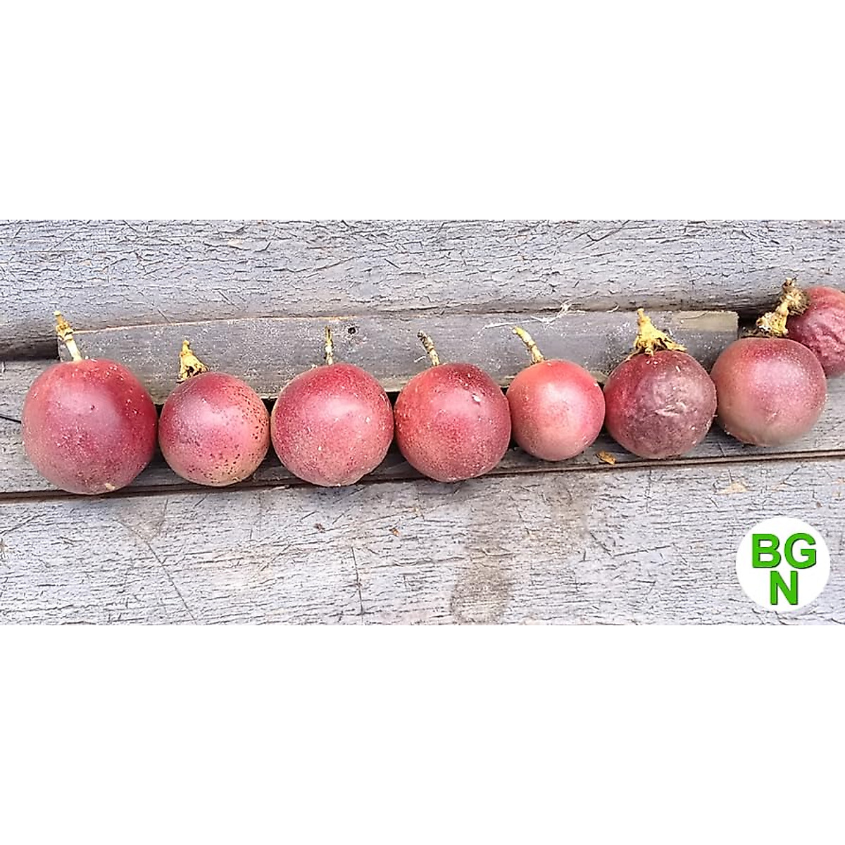 Cold Hardy 'Red Rover' Edible Passiflora Edulis - Edible Purple Passion Flower Fruit Vine - Live Plant