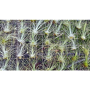 The Drunken Gnome AIR Plants – FUCSHII – 5 Pack - air Purifying Flowering Tillandsia for Terrarium, Fairy Garden Starter kit, Home Office, Indoor Outdoor, Corporate Gift (5 Pack)