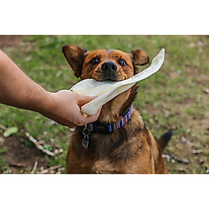 Top Dog Chews - Cow Ears Dog Treats, 6" - 7", 10 Pack, America's Made, All Natural, Rich in Protein and Flavor, Healthy & Delicious Treats for Dogs, Breeds