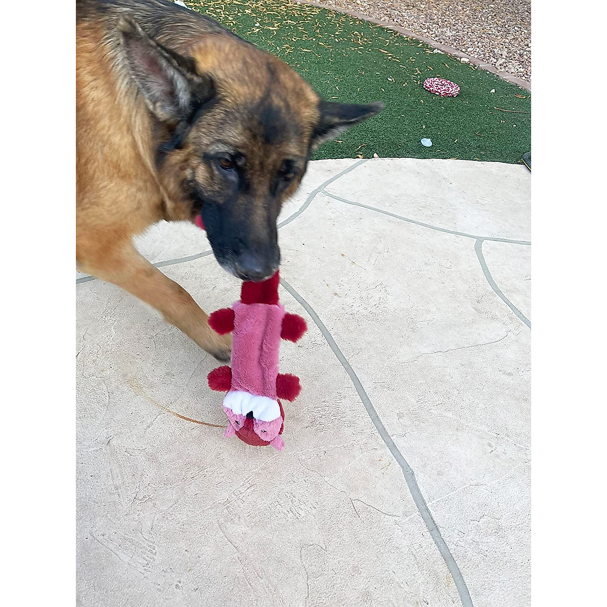 Jalousie 5 Pack Stuffingless Dog Squeaky Toys Dog Toy w/Durable Liner No Stuffing Dog Toy - Dog Toys Crinkle Paper Squeaker Toy for Medium Large Dogs (5 Pack - Color 4 - Squeaky)