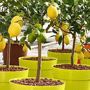 YEGAOL Garden Dwarf Lemon Tree Seeds 50Pcs Fruit Seeds Non-GMO Organic Self-Pollinating Fragrant Indoor Balcony Potted Plant