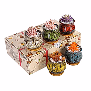 Cute Ceramic Succulent Garden Pots, Planter with Drainage and Attached Saucer, Set of 5 - Plants Not Included (Fambe)