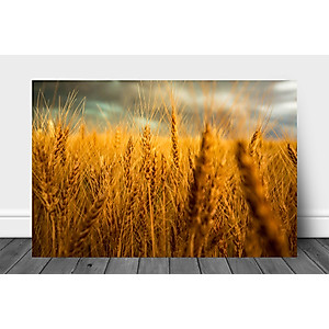 Country Wall Art (Ready to Hang) Aluminum Metal Print of Golden Wheat Stalks Ready for Harvest on Stormy Spring Day in Colorado Farm Photography Farmhouse Decor (11" x 14")
