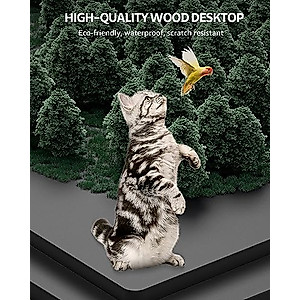 SIAGO Electric Standing Desk Adjustable - 55 x 24 Inch Sit Stand Desk with Cable Management - Adjustable Height Stand up Computer Table Desks for Home Office Work