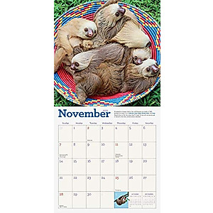 Original Sloths Wall Calendar 2021