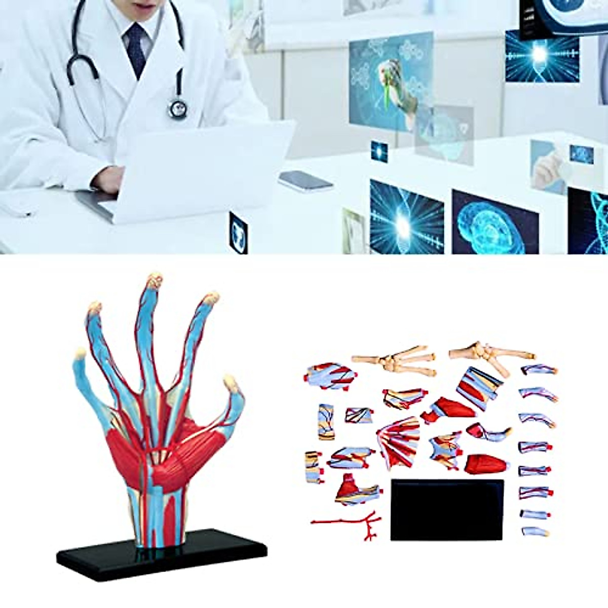 Human Hand Skeleton Model Anatomical Model Anatomy DIY Gift Children Puzzle Educational Model Internal Organs Model Human Hand Model Anatomical Models Of The Human Hand For Students Hand Anatomy Model