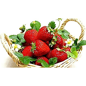 200pcs Giant Strawberry Seeds, Sweet Red Strawberry Garden Strawberry Fruit Seeds, for Garden Planting
