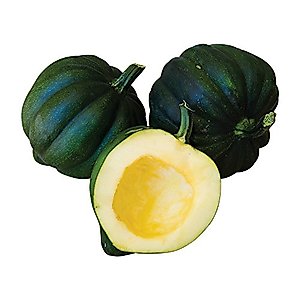 Burpee Early Acorn Hybrid Winter Squash Seeds 25 seeds