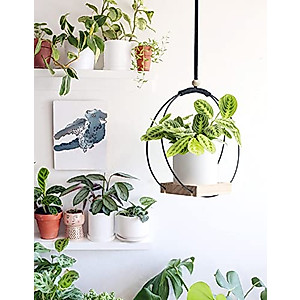 Dravmola Plant Hanger with Wood Base - Boho Macrame Hanging Plant Holder for Indoor Plants Hanging Planter for Wall/Window/Room Decor Black (Pot & Plant Not Included)