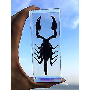 FUNSXBUG Real Black Scorpion Paperweights Specimen for Science Education Paperweight for Book for Office for Desk(4.4x1.6x1.1)