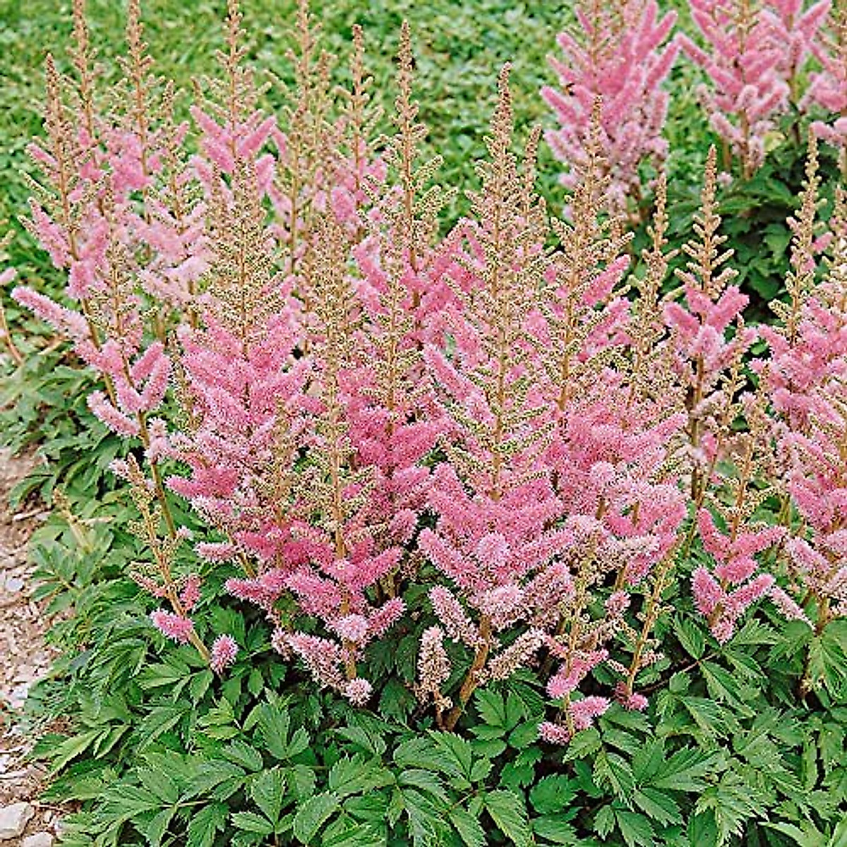 Outsidepride Astilbe Chinensis Pumila Garden Flower Plant Seed - 1000 Seeds