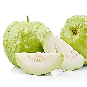 QAUZUY GARDEN 15 Seeds Guava Psidium Guajava Tree Seeds Non-GMO Organic Guayaba Seeds Edible Plant Nutritious White Tropical Fruit Easy to Grow