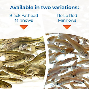 Toledo Goldfish Rosie Red Minnows - Versatile Live Fish Perfect for Aquariums or as Feeder Fish for Ponds - Small, 1,000 Count