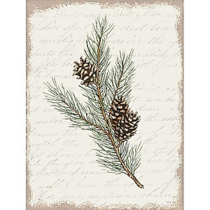 ArtDirect Pine Cone Botanical II 15x18 Gallery Wrapped Canvas Museum Art by Jacobs, Cindy