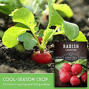 Survival Garden Seeds - Champion Radish Seed for Planting - Packet with Instructions to Plant and Grow Red Radishes in Your Home Vegetable Garden - Non-GMO Heirloom Variety