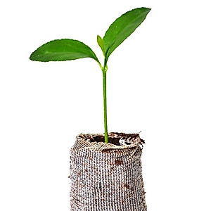 Meyer Lemon Tree, Dwarf Meyer Lemon Tree Live Plant, Lemon Tree 2 Inc Tall 4 Inch Pot for Growing