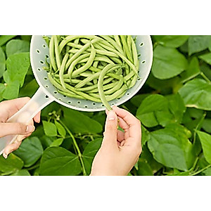 Kentucky Wonder Bush Bean Seeds for Planting, 30+ Heirloom Seeds Per Packet, (Isla's Garden Seeds), Non GMO Seeds, Botanical Name: Phaseolus vulgaris