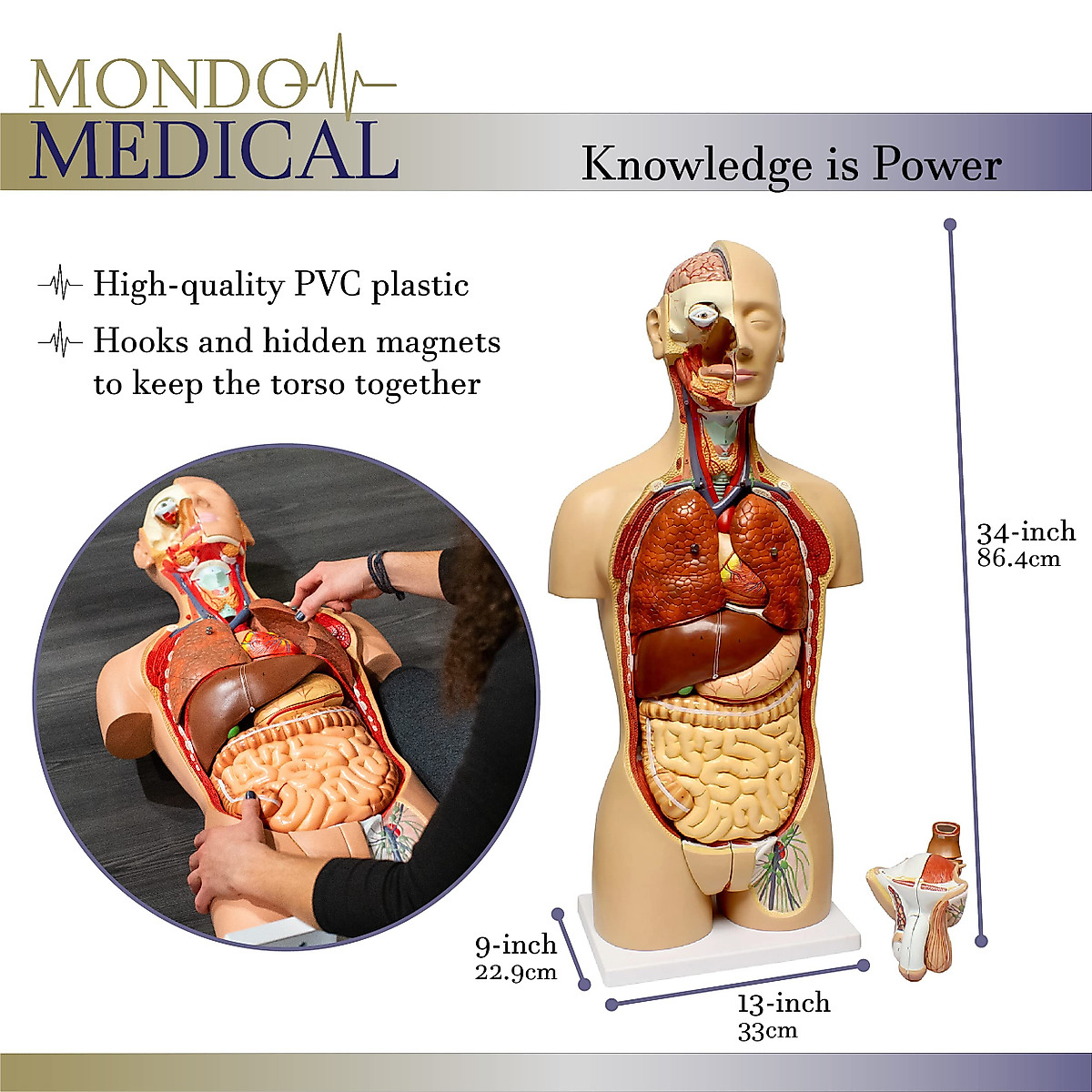 MonMed Human Torso Model – Life Size Human Body Model Anatomy Doll with Removable Organs 3D Human Organ Model