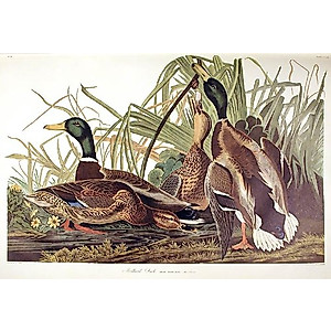 Mallard Duck. From"The Birds of America" (Amsterdam Edition)