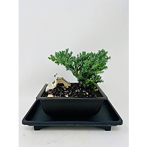 Juniper Bonsai Tree Tranquility Environment Planter
