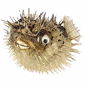 Puffer Porcupine Real Blowfish Nautical Fish Décor with Hanger (10")