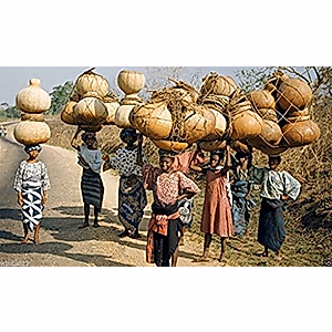 Bushel Basket Gourd Seeds,Fruit up to 100 lb,Make large baskets and decorations.(25 Seeds)
