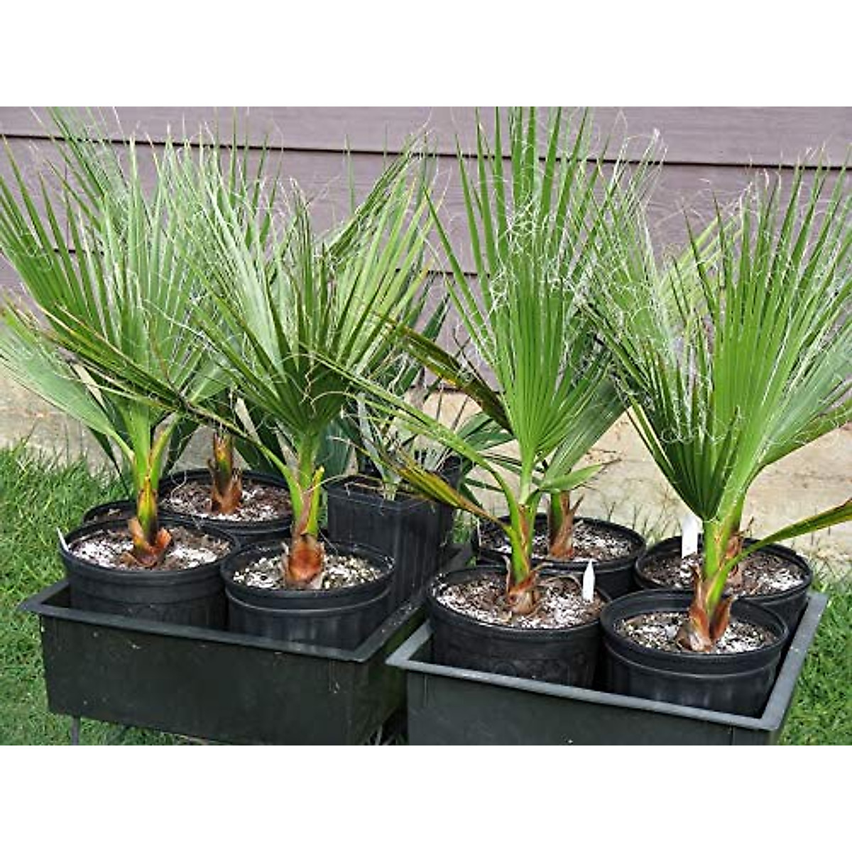 1086-Palm, Mexican Fan Tree (‎Washingtonia robusta) Seeds by Robsrareandgiantseeds UPC0764425786740 Non-GMO,Organic,USA-Grower,Bonsai, 1086 Package of 5 Seeds