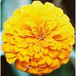 "South of The Border Mix" Zinnia Seeds for Planting, 200+ Flower Seeds Per Packet, (Isla's Garden Seeds), Non GMO & Heirloom Seeds, Botanical Name: Zinnia elegans, Great Home Garden Gift