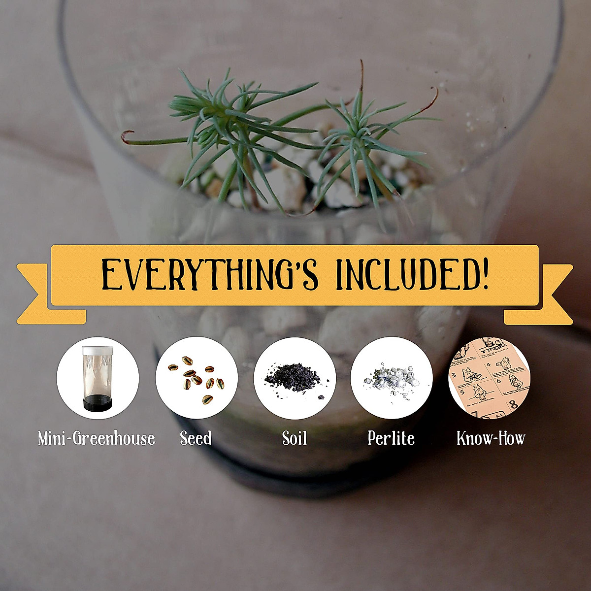 Bonsai Tree | Ginkgo Tree | Seed Grow Kit | The Jonsteen Company