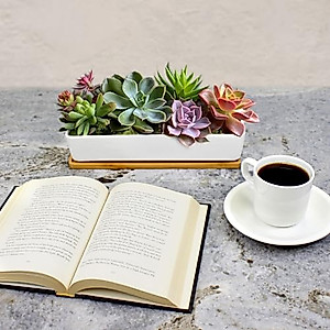 Ceramic Succulent Pots - 1 Pot - Long Rectangle - with Bamboo Tray - White - 11"