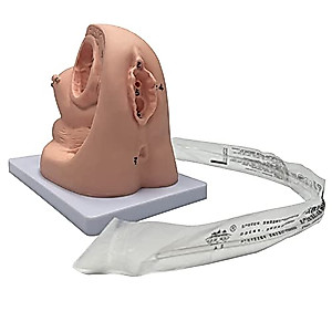 LXT PANDA Catheterization Model, Medical Practice Traning Model, Female Internal and External Catheterization Model- PVC Manikin Teaching Model - for Gynecology Medical Educational Training Aid.