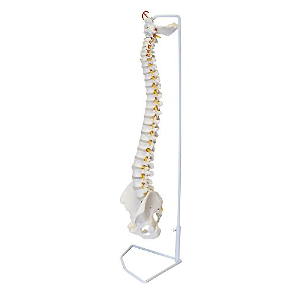 MonMed Life Size Vertebral Column Model with Spinal Nerves, Skull Base, and Pelvis – Flexible Spine Model with Stand