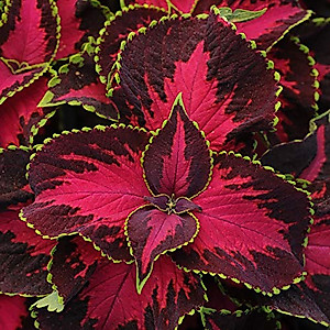 Outsidepride Coleus Chocolate Cherry Foliage Indoor Or Outdoor House Plant Flower Seeds -10 Seeds