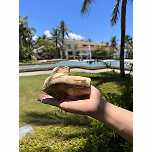 VINPETWORLD Dog Chew Toy - Boost Your Dog's Chewing Joy with This Safe, Natural Stick from Real Coffee Wood, Perfect for Your Joyful Four-Legged Friend - Size Medium (Pack of 2)