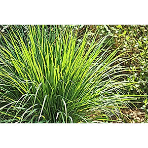 Lemongrass Seeds - 100 Seeds - Easy to Grow Herb - Ships from Iowa, Made in USA - Grow Lemon Grass