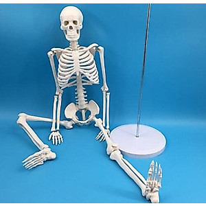 Alikeke Anatomy Lab Human Skeleton Model, 8" Mini Skeleton Replica Mounted to Base for Display, with Removable Skull Cap, Movable Arms and Legs, and Details of Human Bones