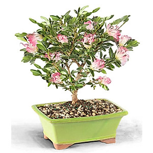From You Flowers - Powder Puff Indoor Potted Bonsai for Birthday, Anniversary, Get Well, Congratulations, Thank You