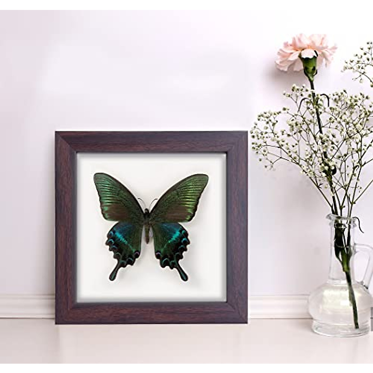 ITrixgan Real Butterfly Specimen In Frame Display Lively Satin Green Insect Framed Butterfly Taxidermy For Science Education