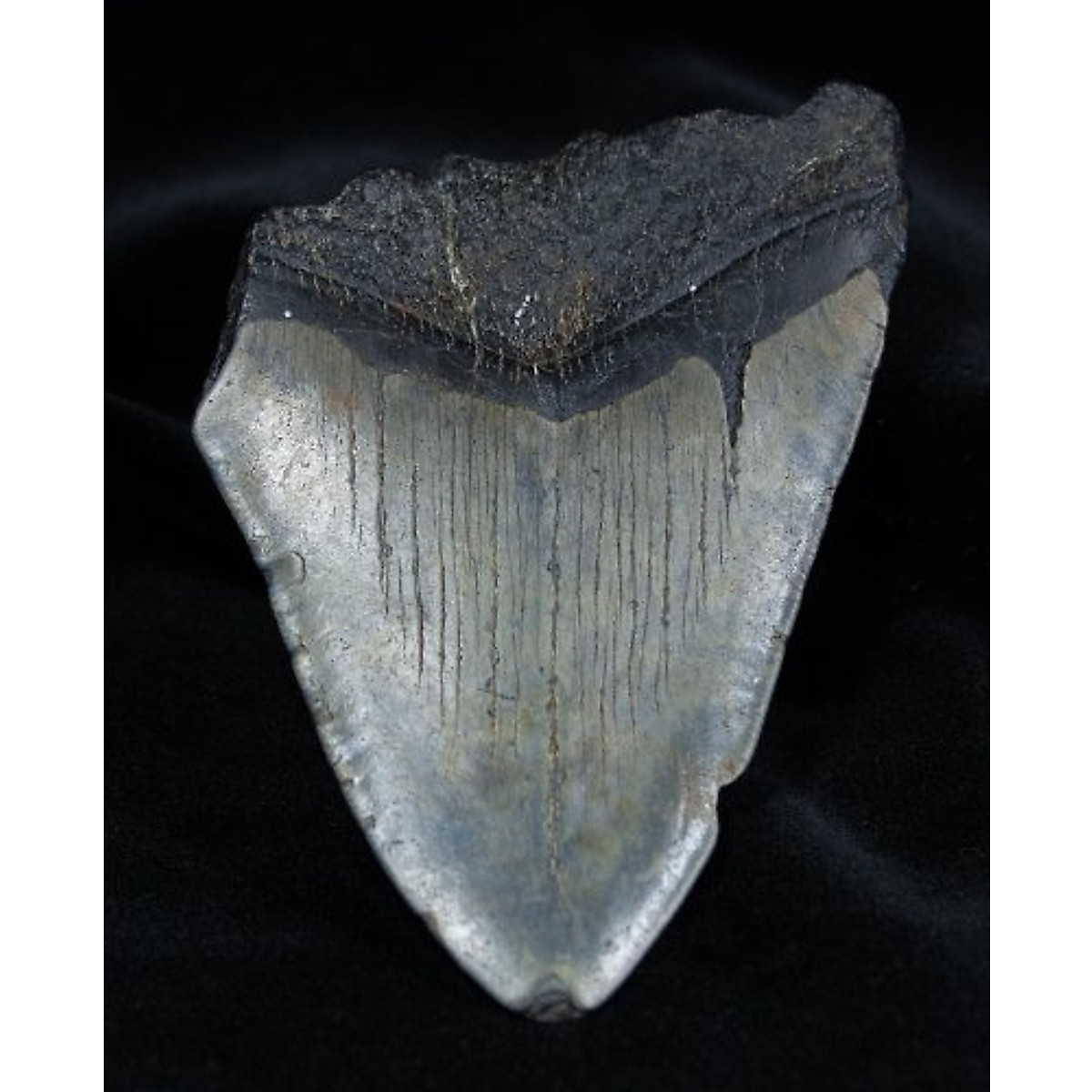 Fossil Megalodon Tooth (4.01 Inches Long)