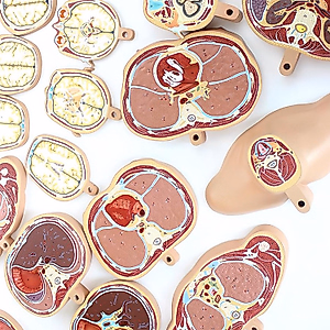 JOSBY Human Torso Cross-Section Model, CT, MRI Imaging Radiology Medical Model, 24pcs Human Body Cross-Section Image Anatomy, Each Layer is Removable, Used for Medical Teaching Display