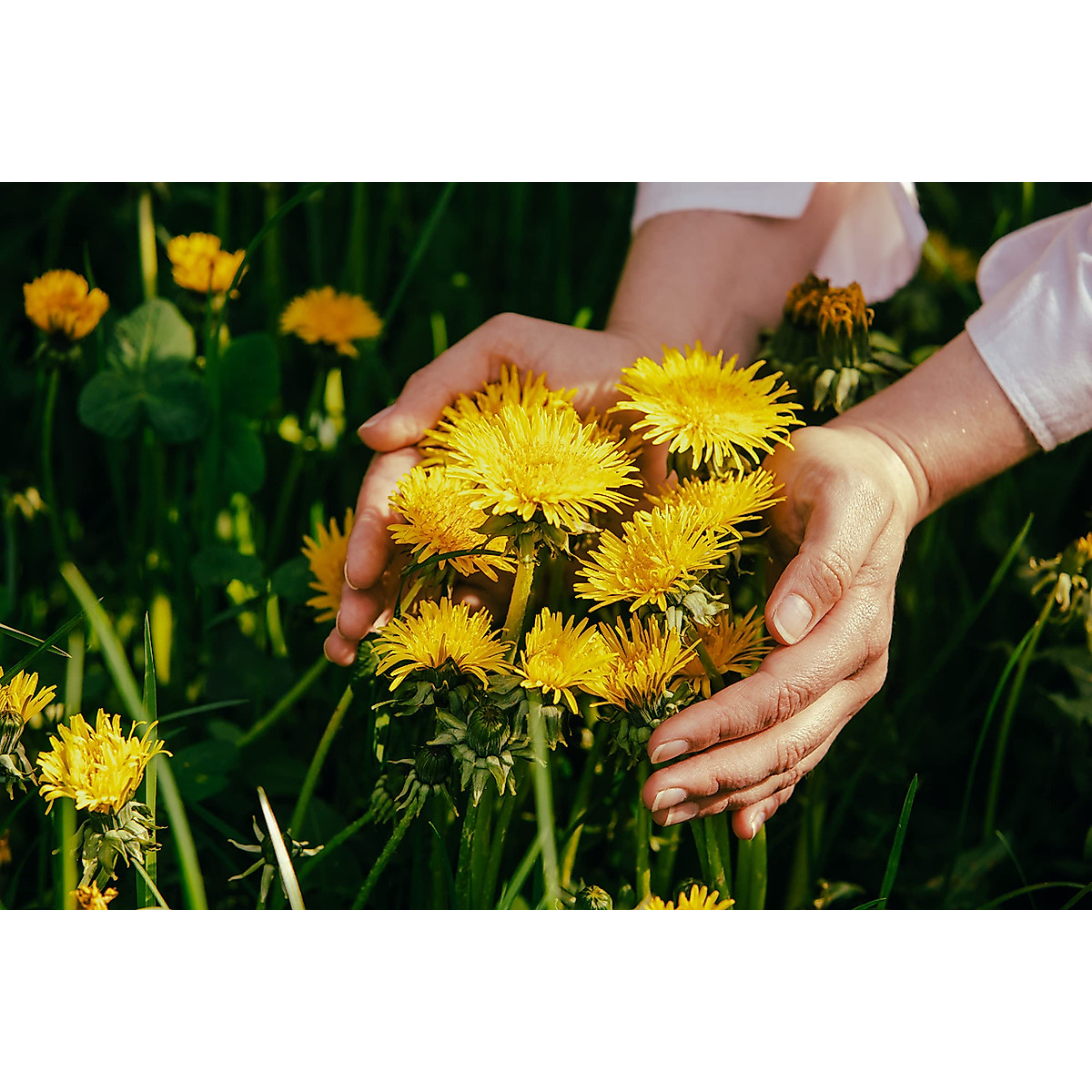 Dandelion Root Tea 1LB (16Oz) | 100% Certified Organic | Loose Dandelion Root Tea (200+ Cups) Cut and Sifted| 100% Raw Albanian Harvest | by U.S. Wellness Naturals