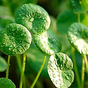 QAUZUY GARDEN 200 Centella Asiatica Seeds Indian Pennywort, Gotu Kola, Kodavan, Asiatic Pennywort - Non-GMO Seeds - Wonderful Herb to Plant Home Garden