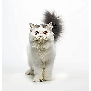 Eye Envy Tear Stain Remover Solution for Cats|100% Natural and Safe|Recommended by Breeders/vets/cat fanciers/Groomers|Contains colloidal Silver|Remove Stains from Fur on Persians and Exotics,4oz