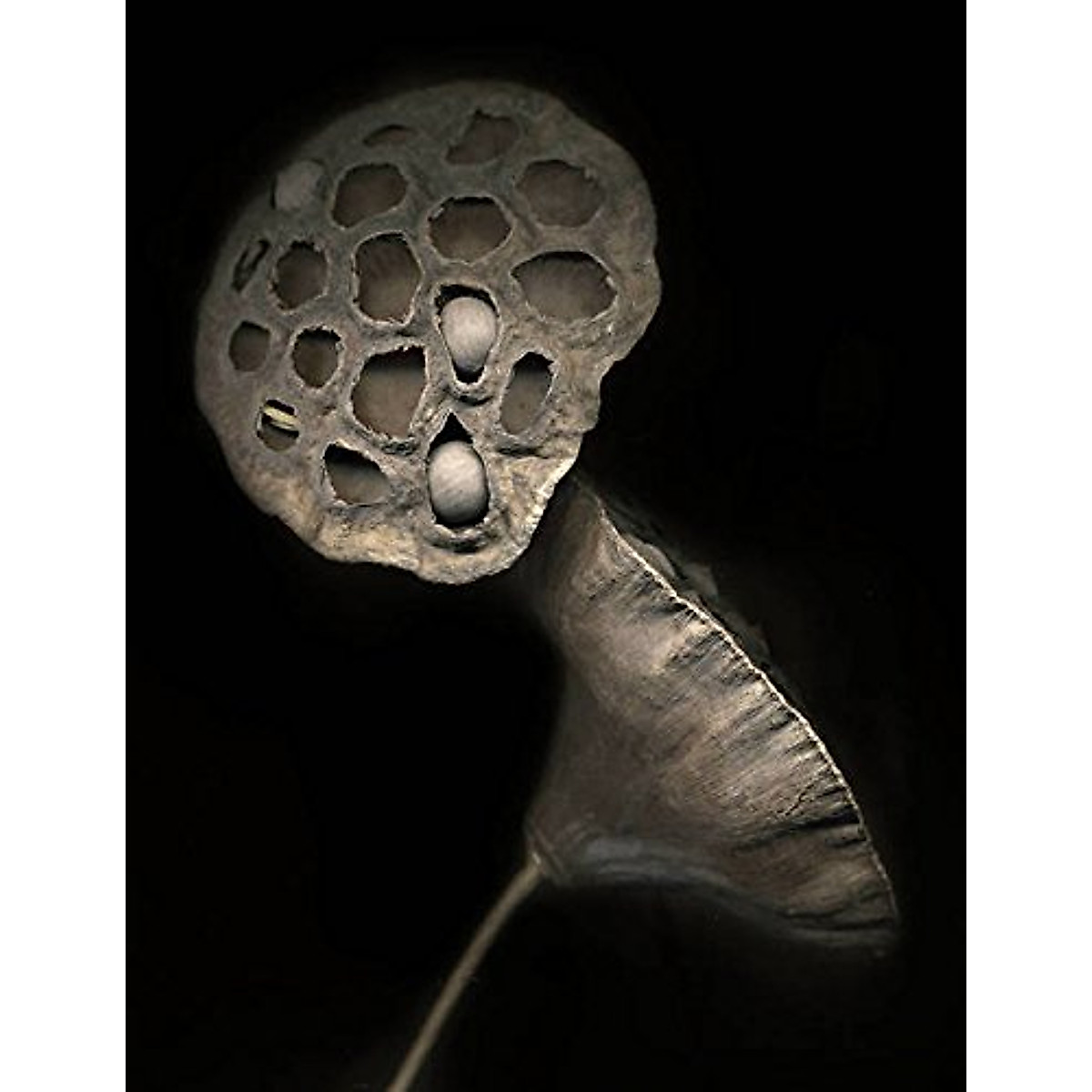 Imagekind Wall Art Print entitled Lotus Pods II by Dawn Leblanc | 36 x 47