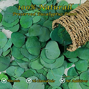 200+ Pcs Dried Real Eucalyptus Leaves, 100% Natural Preserved Bulk Silver Dollar Green Leaves Flower Girl Basket, Biodegradable Confetti for Weeding Registry Items, DIY Baby Shower Decor