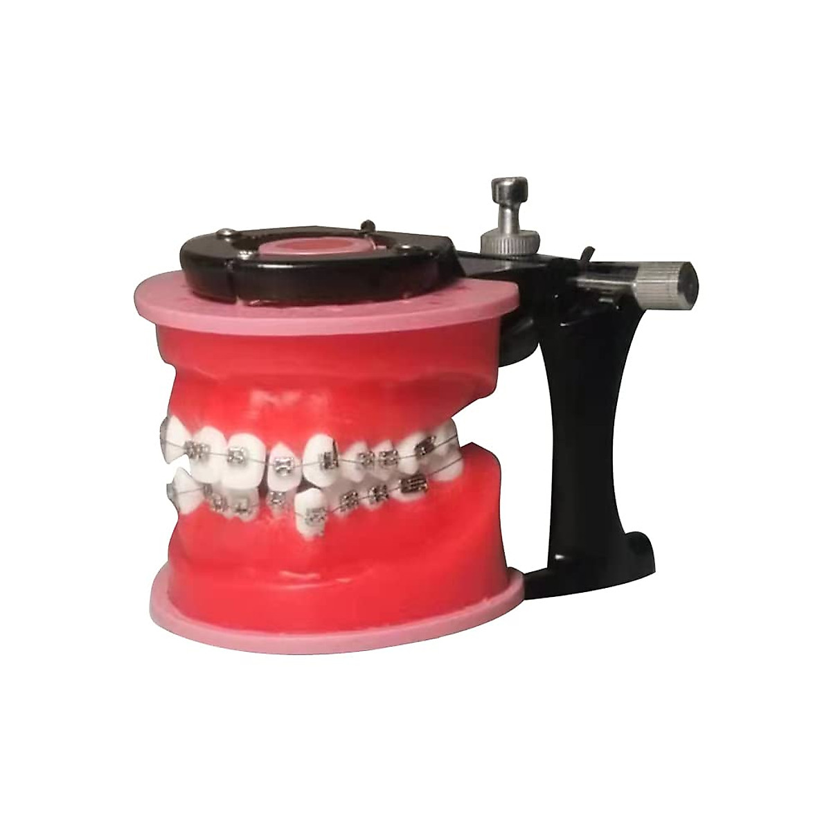 TEPTOARCH Orthodontic Practice Model Teeth Model for Training Studying Teaching Dentist Ortho Bracket Treatment Typodont Jaw Model